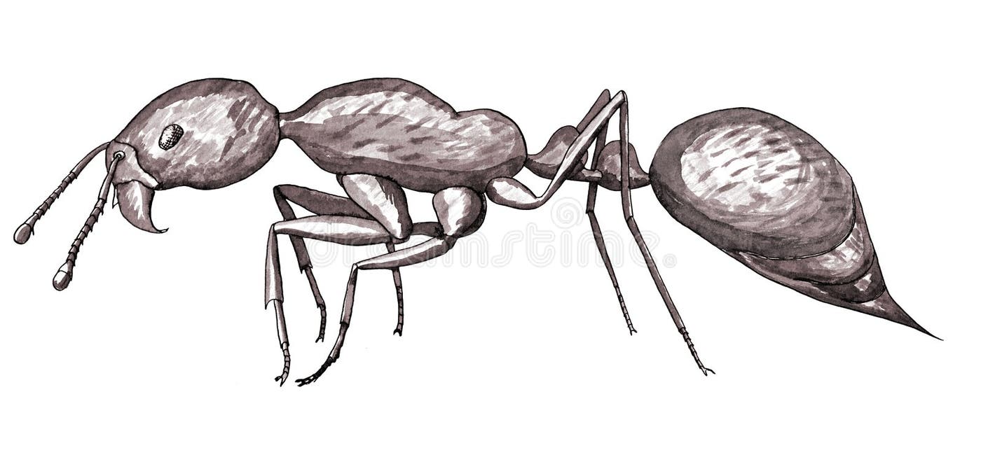 Fire Ant Stock Illustrations – 1,027 Fire Ant Stock Illustrations ...
