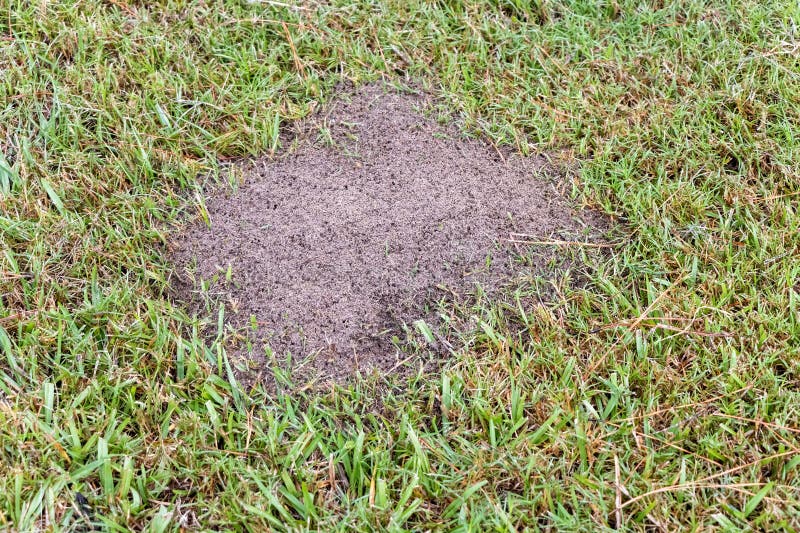 Fire Ant Hill in the Grass of the Lawn Stock Image - Image of prairie ...