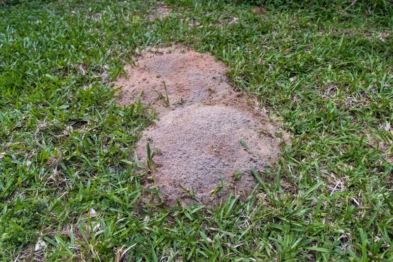 Ant Hill Lawn Stock Photos - Free & Royalty-Free Stock Photos from ...