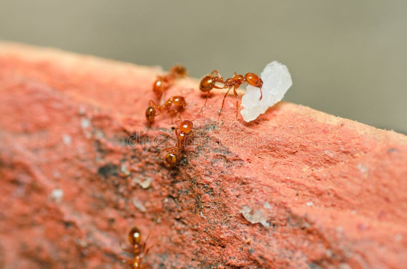 Red fire ants stock photo. Image of background, catching - 66265000
