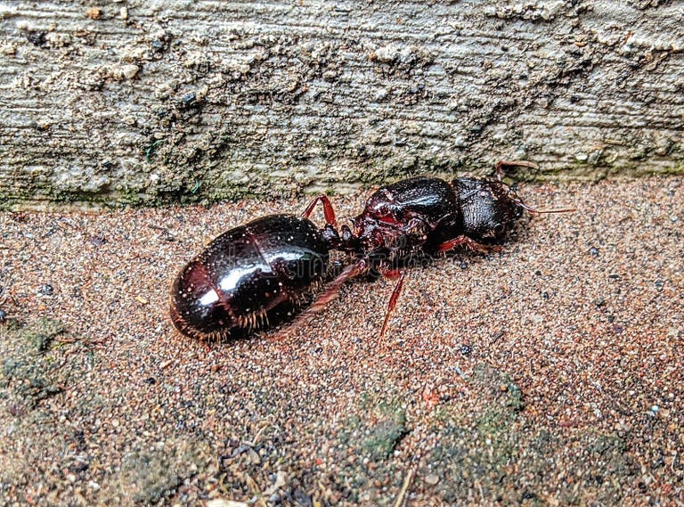 Fire ant queen stock image. Image of queen, fire, macro - 234530103