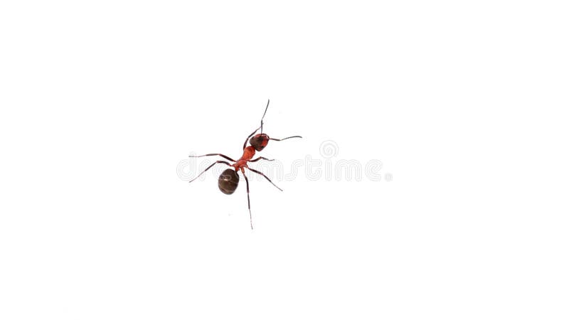 Fire Ant Top View Running Around on White Background Stock Video ...