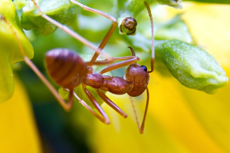 183 Magnified Ant Stock Photos - Free & Royalty-Free Stock Photos from ...