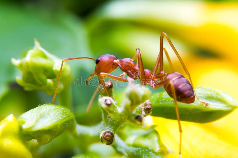 146 Magnified Ant Photos - Free & Royalty-Free Stock Photos from Dreamstime