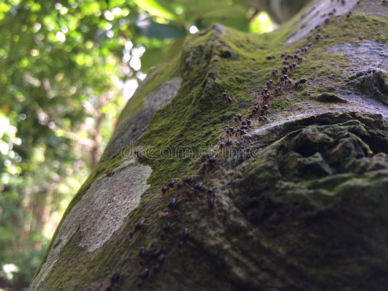 Fire Ants stock photo. Image of biology, group, fire - 61824988