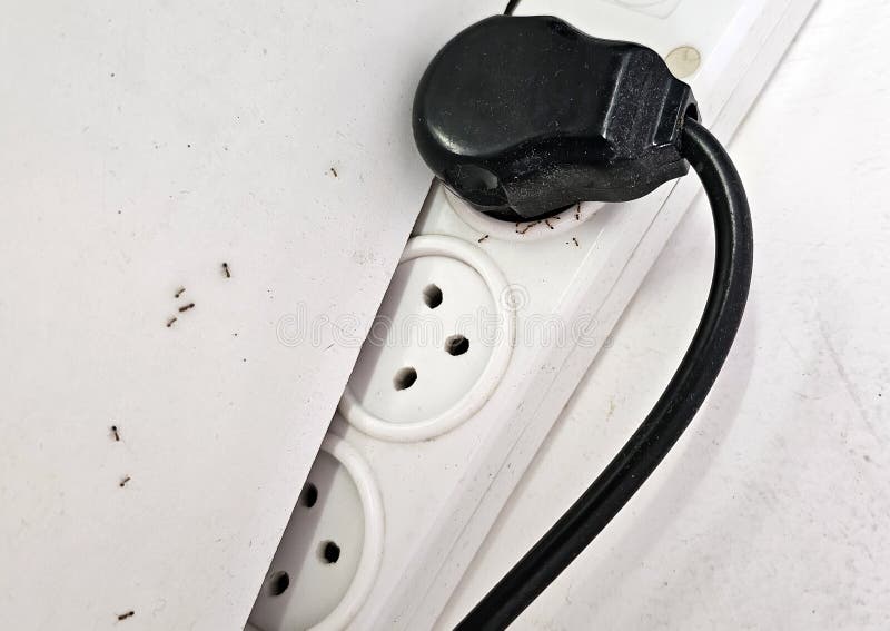 Fire Ants on Electrical Outlet Stock Image - Image of jaws, technology ...