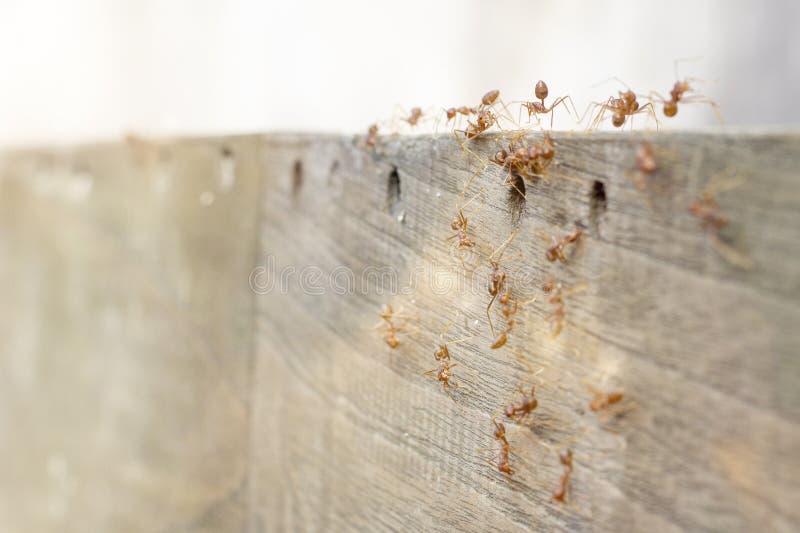 Fire Ants are Looking for Food Stock Image - Image of wilderness ...