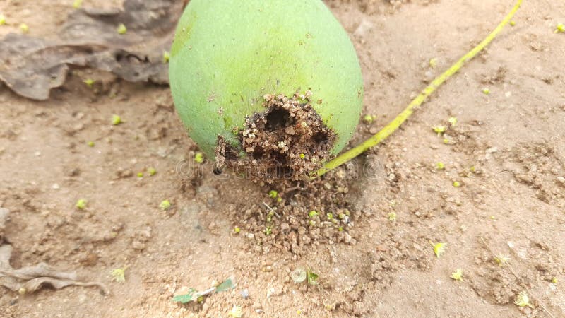 Fire Ants are Making Their Nest in Raw Mango. Stock Footage - Video of ...