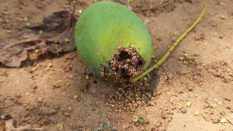 Fire Ants are Making Their Nest in Raw Mango. Stock Footage - Video of ...