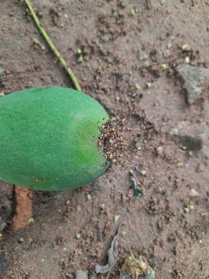 Fire Ants are Making Their Nest in Raw Mango. Stock Photo - Image of ...