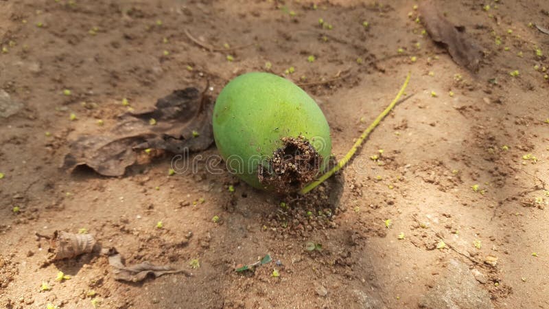 Fire Ants are Making Their Nest in Raw Mango. Stock Video - Video of ...