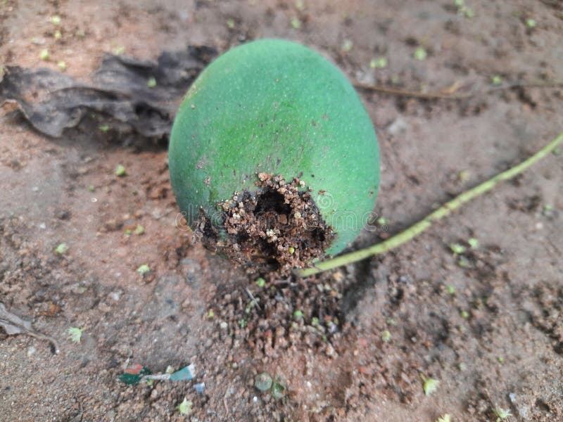 Fire Ants are Making Their Nest in Raw Mango. Stock Image - Image of ...