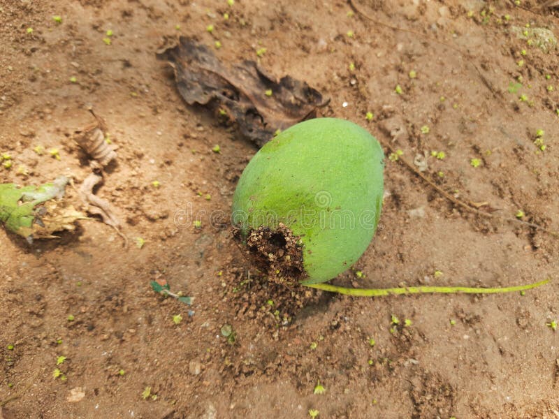 Fire Ants are Making Their Nest in Raw Mango. Stock Photo - Image of ...