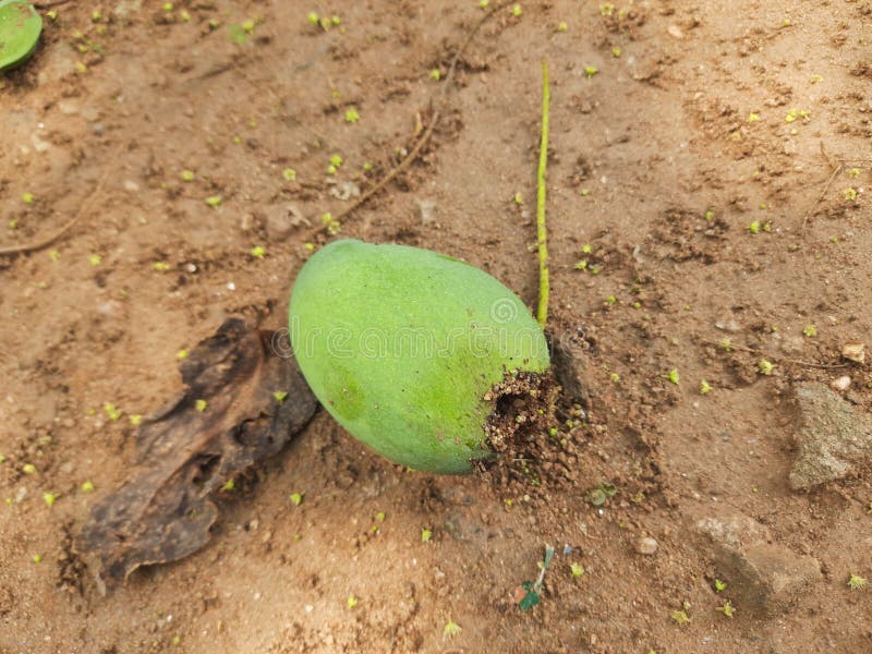 Fire Ants are Making Their Nest in Raw Mango. Stock Photo - Image of ...