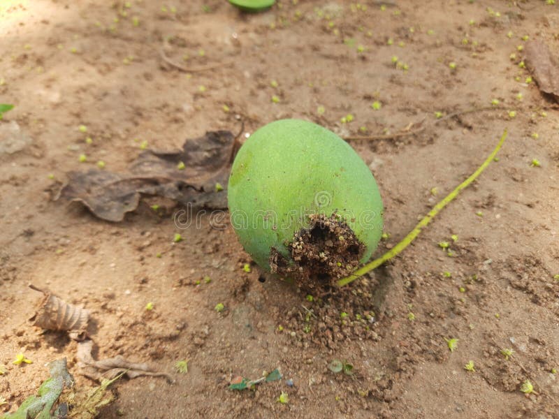 Fire Ants are Making Their Nest in Raw Mango. Stock Image - Image of ...