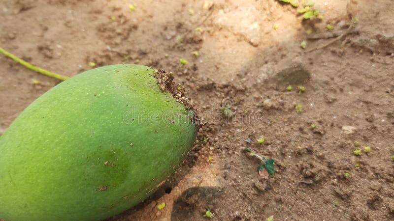 Fire Ants are Making Their Nest in Raw Mango. Stock Video - Video of ...