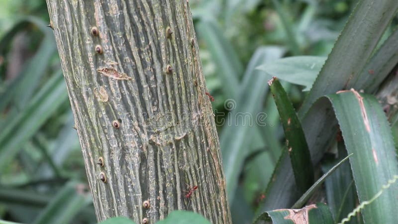 Thorny Tree Trunk stock photo. Image of tropical, pointy - 4656930
