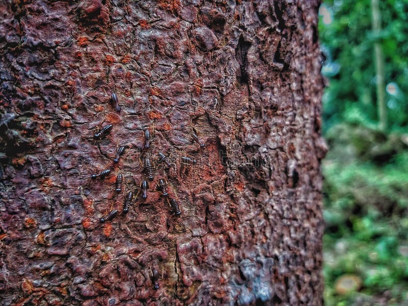Fire Ants and Their Colonies in Pine Trees Stock Photo - Image of green ...