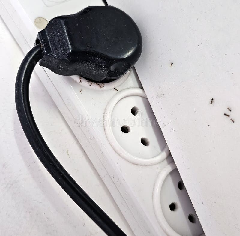 Fire ants in the house stock photo. Image of closeup - 297687484