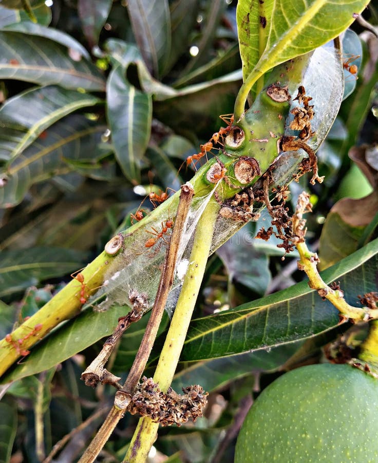 Mango tree fire ant stock image. Image of mango, tree - 123387307