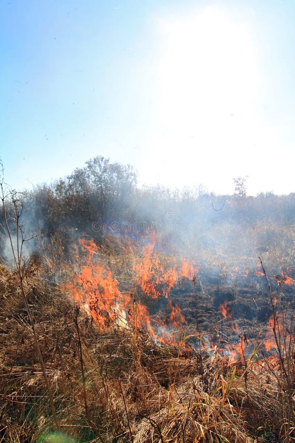 Fire on autumn field stock photo. Image of danger, disaster - 21416408