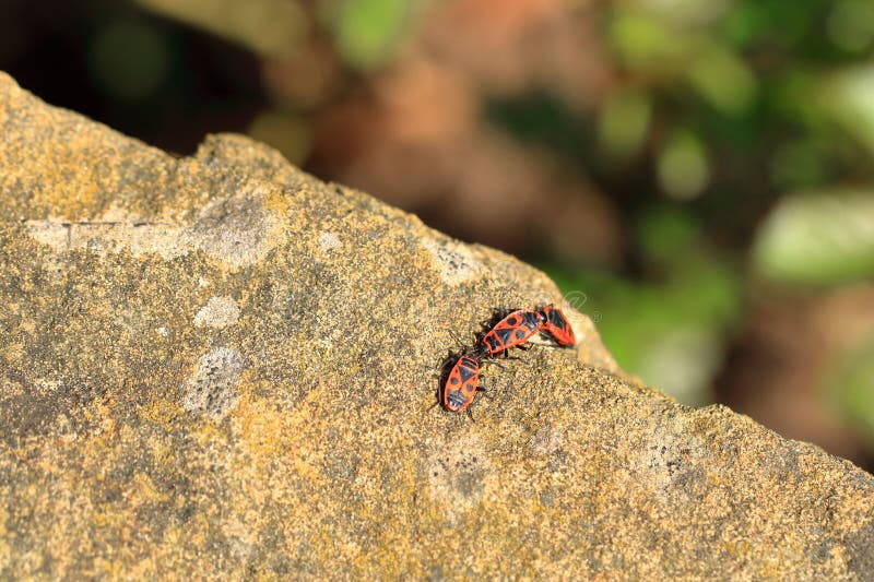 Fire Beetles in the Summer on a Stone Stock Image - Image of beautiful ...