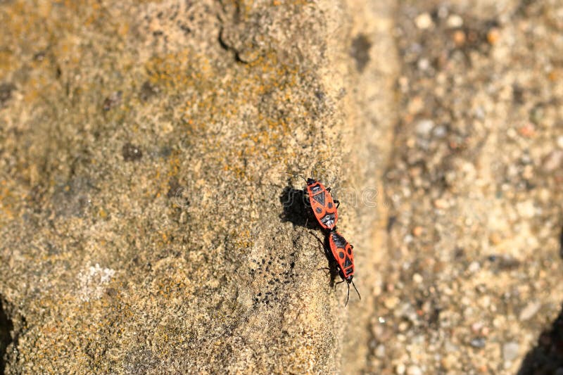 Fire Beetles in the Summer on a Stone Stock Image - Image of small ...
