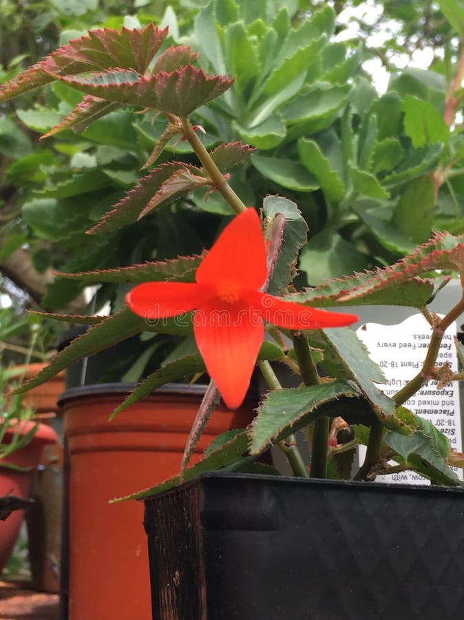 Fire begonia stock photo. Image of fire, seedling, begonia - 105052390