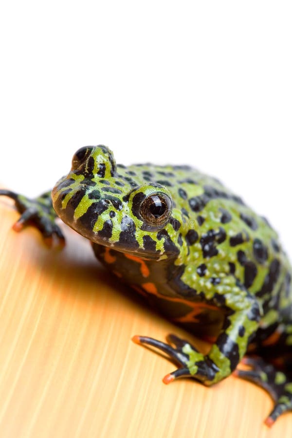 Fire-bellied toad stock image. Image of macro, toad, amphibian - 1528159