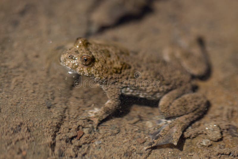 Fire-bellied toad stock photo. Image of climb, damp, adventitious ...