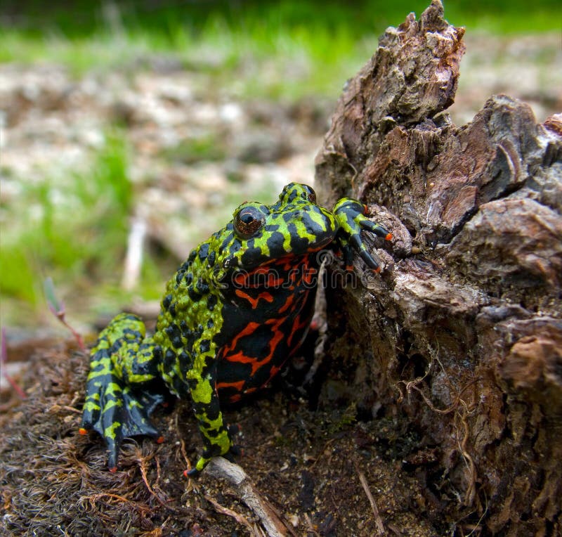 Fire-bellied Toad 3 stock image. Image of frog, nature - 2612865