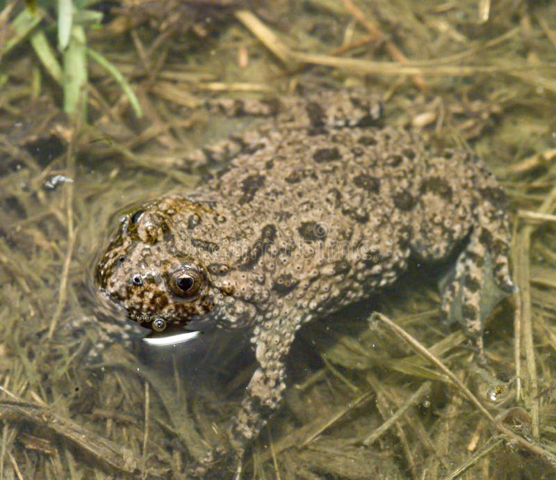 Fire-bellied Toad Bombina Bombina Stock Photo - Image of natre, yellow ...