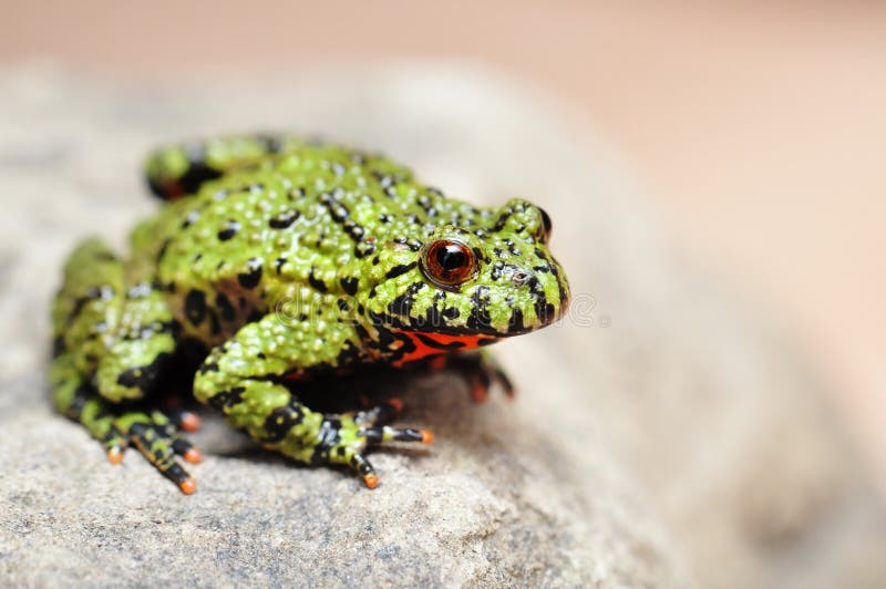 Fire-bellied Toad stock photo. Image of skins, bufonidae - 46277986