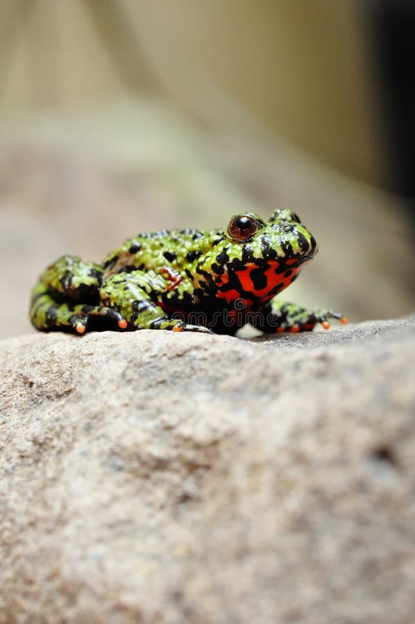 Fire-bellied Toad stock photo. Image of nature, bombina - 46278078