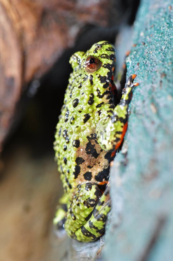 Fire-bellied Toad stock image. Image of bufonidae, dots - 46278231