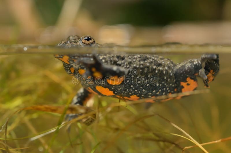 Fire-bellied Toad stock photo. Image of water, nature - 69651512