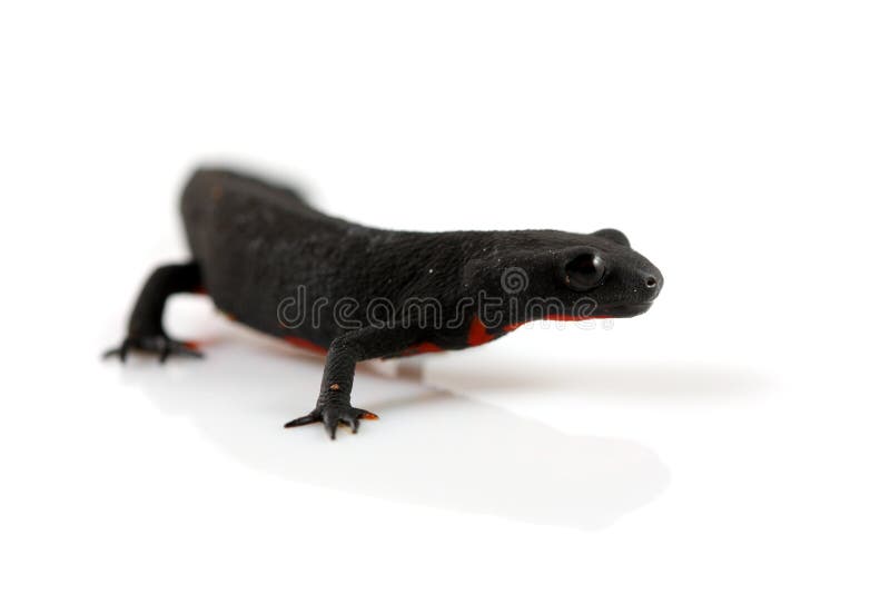 Fire Belly Newt stock image. Image of newt, orientalis - 20428319
