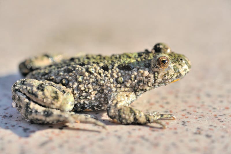 Fire Belly Toad Picture. Image: 20455374