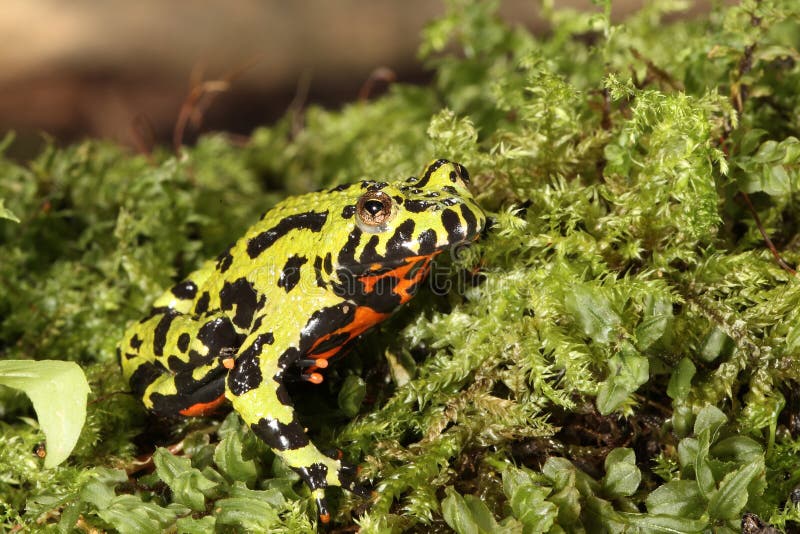 Fire Belly Toad - Bombina Orientalis Stock Photo - Image of moss ...