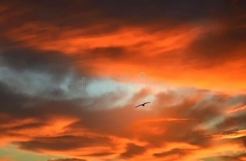 Fire bird stock photo. Image of beautiful, heaven, cloud - 40913774