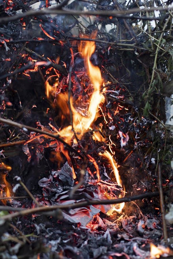 Fire Blazing from a Bonfire Stock Photo - Image of burn, fiery: 208440062