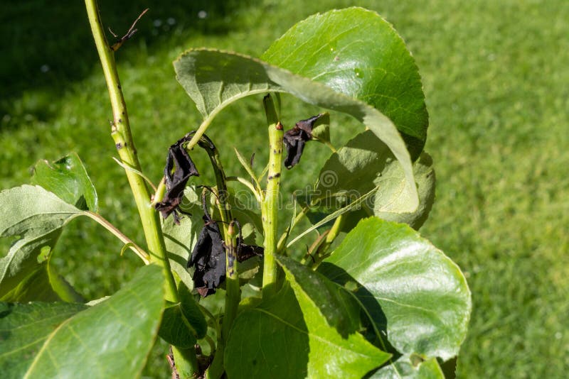 Fire Blight Disease Affected Pear Leaves. Stock Photo - Image of ...
