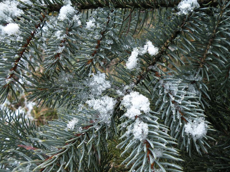 Fire branch with snow stock photo. Image of specific - 11086192