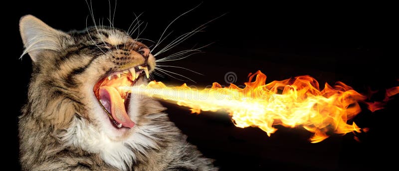 Fire-breathing cat stock image. Image of tame, cute, animal - 66355695