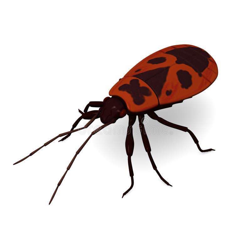 Fire bug stock illustration. Illustration of creapy, crawl - 10753928
