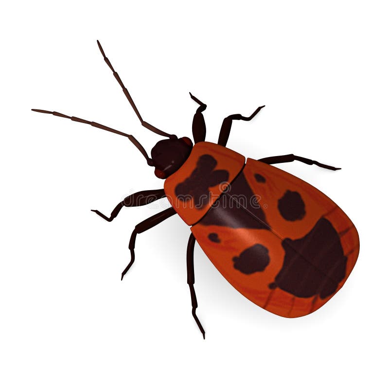 Fire bug stock illustration. Illustration of creature - 10753930