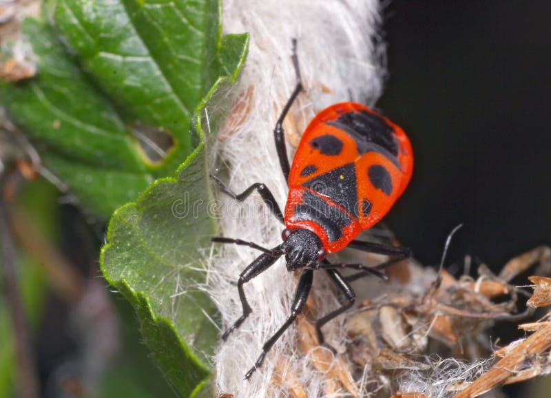 Fire Bug stock photo. Image of fire, conservation, grass - 7233064