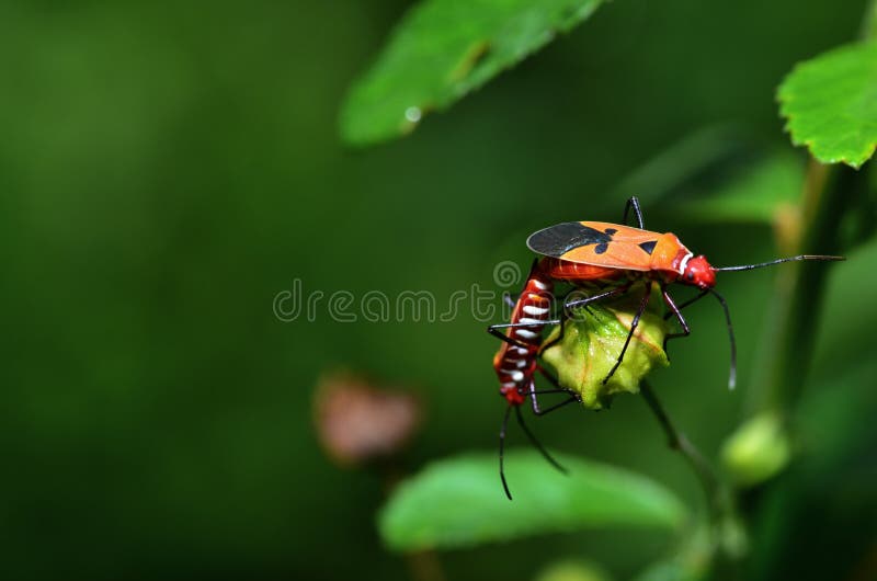 Fire Bug Apterus Pyrrhocoris Mating on a Green Plant Stock Image ...