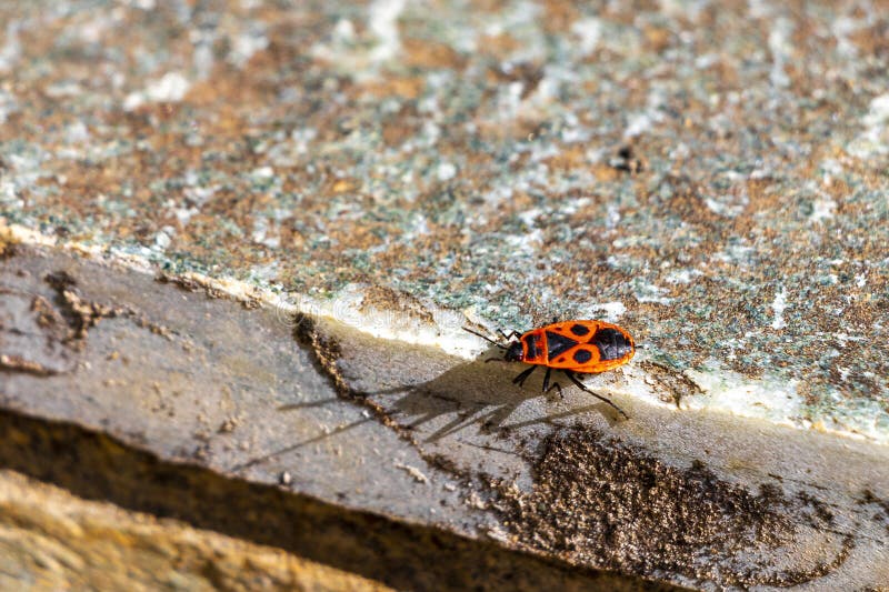 Spotted Firebug Stock Photos - Free & Royalty-Free Stock Photos from ...