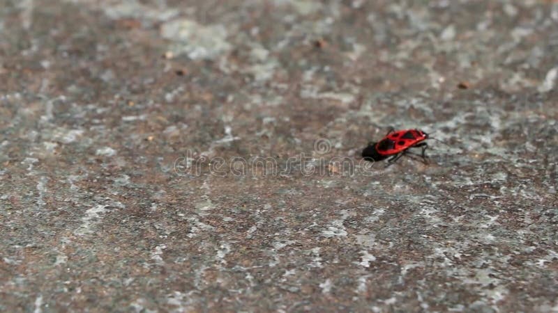 Insects Crawling in the Wall Stock Footage - Video of insects, nature ...